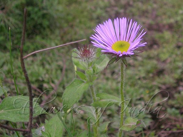 Aster himalaicus - Himalayan Aster